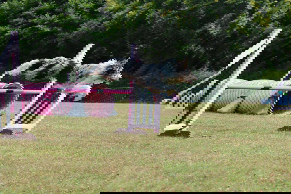 About Us - Best Pup Academy