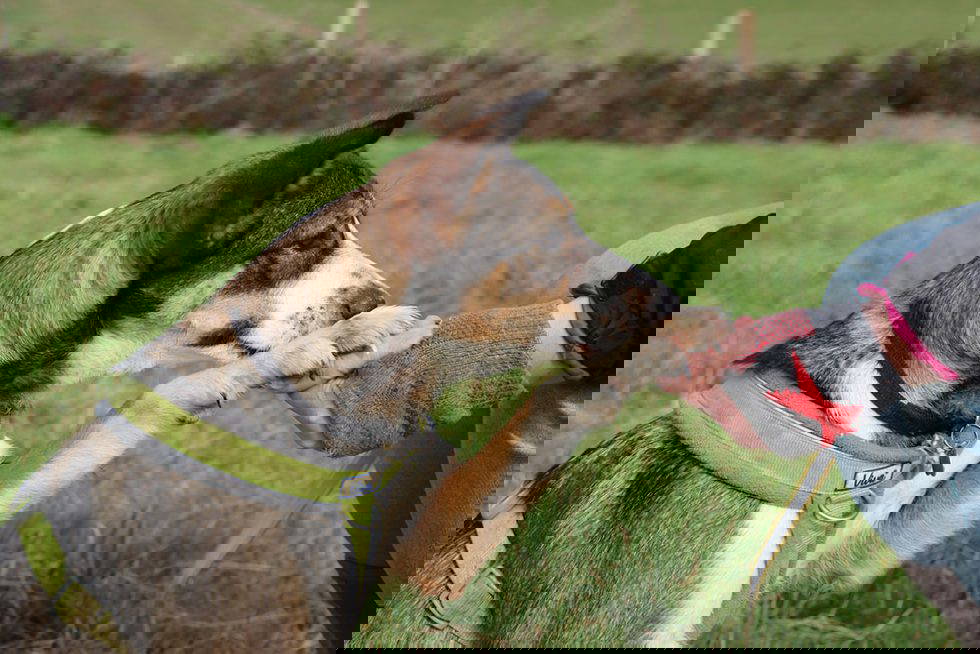 About Us - Best Pup Academy