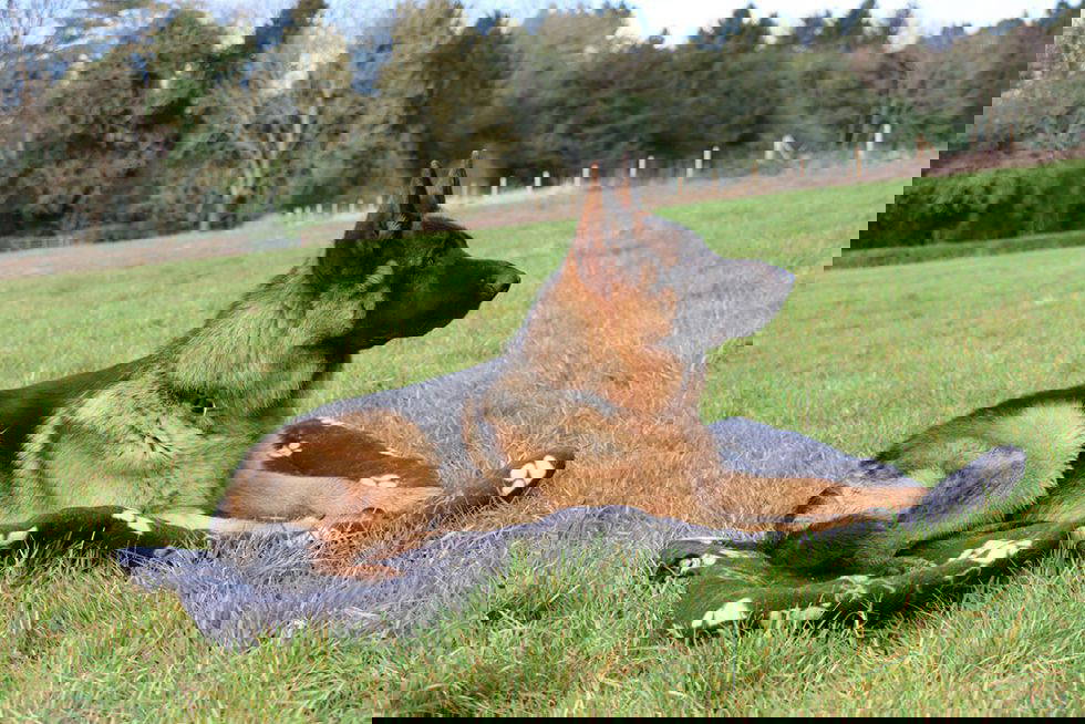 About Us - Best Pup Academy