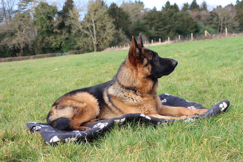 About Us - Best Pup Academy